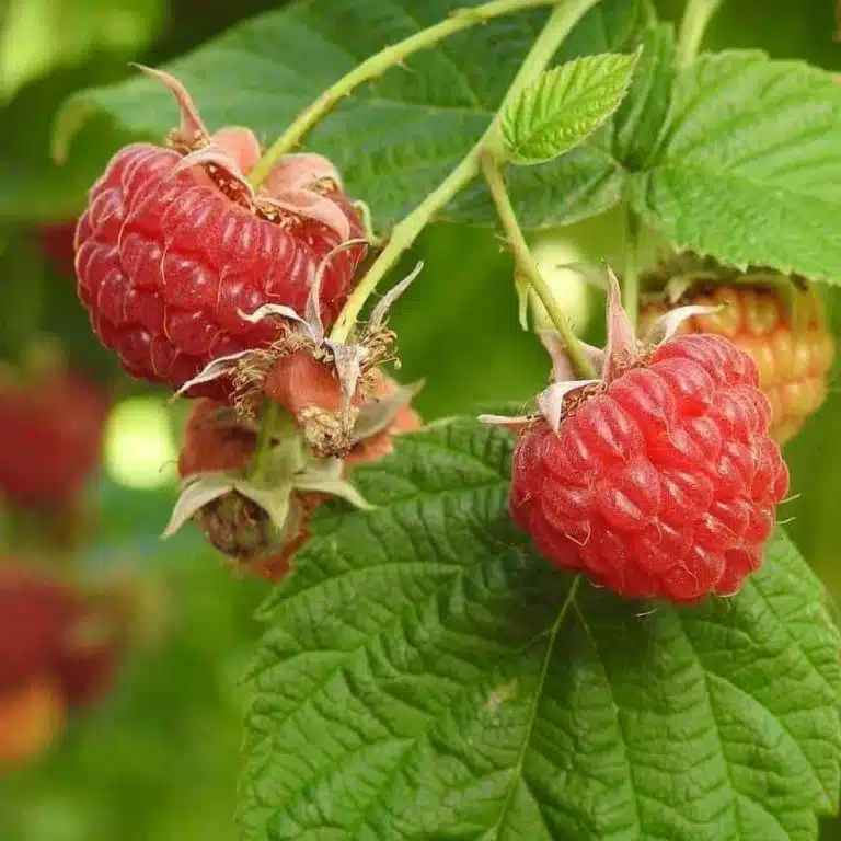 Raspberries For Sale - Bare Root Raspberry Plants
