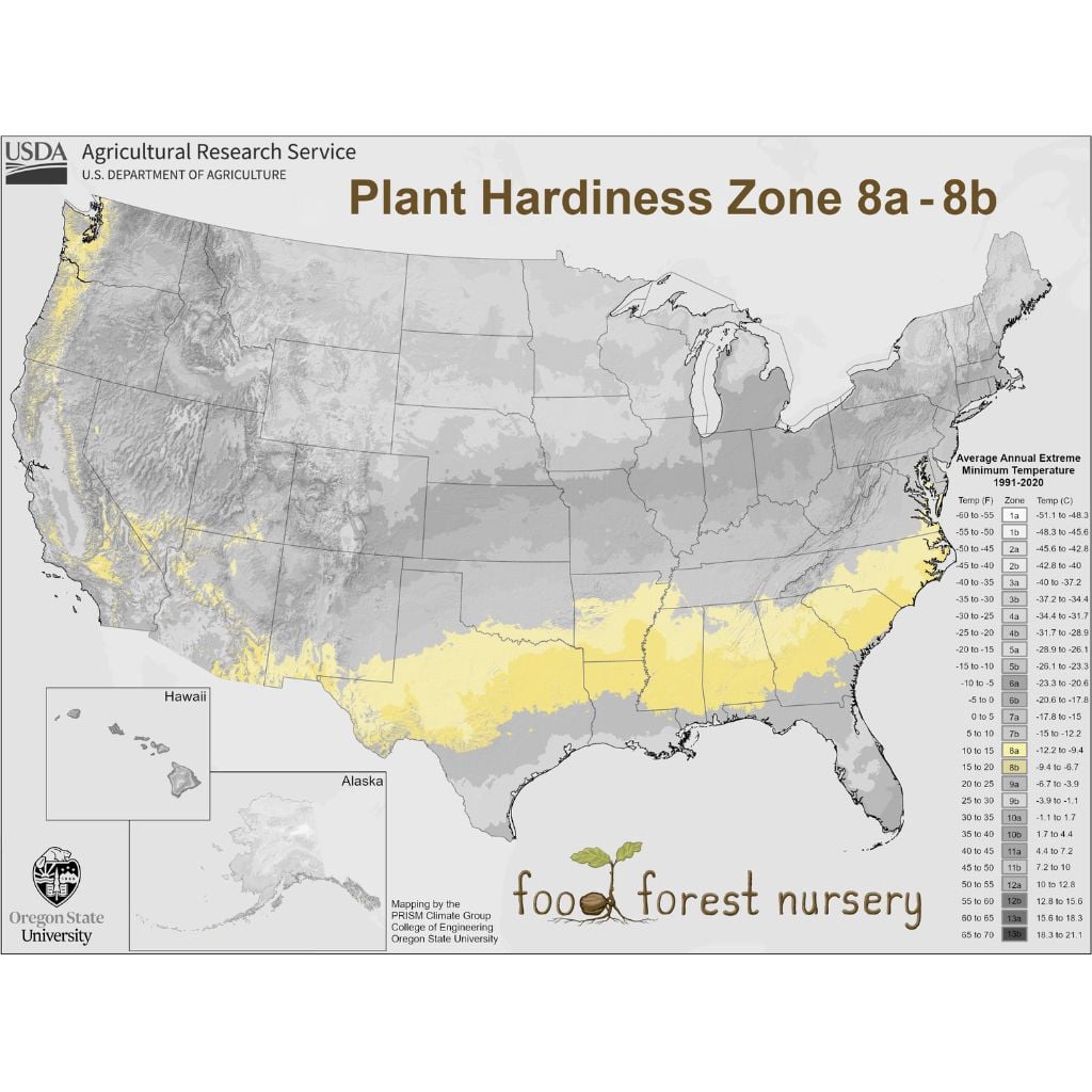 Fruit Trees For Zone 8 - Heat-Tolerant Varieties For Warm Climates