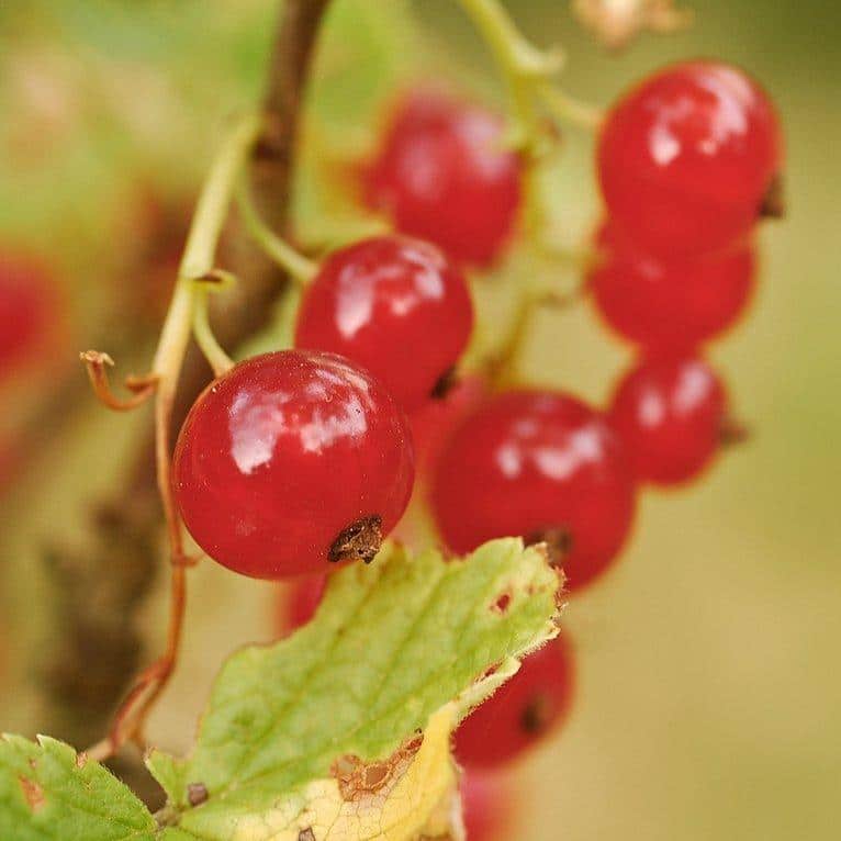 Red Currants For Sale - Bare Root Grafted Currants