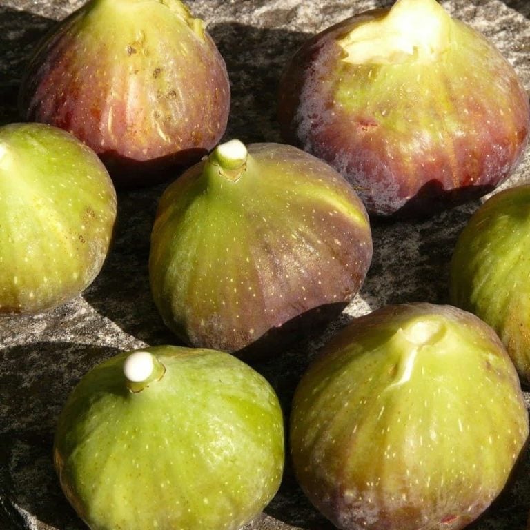 Alma Fig Tree For Sale - 2'-3' Bare Root Tree