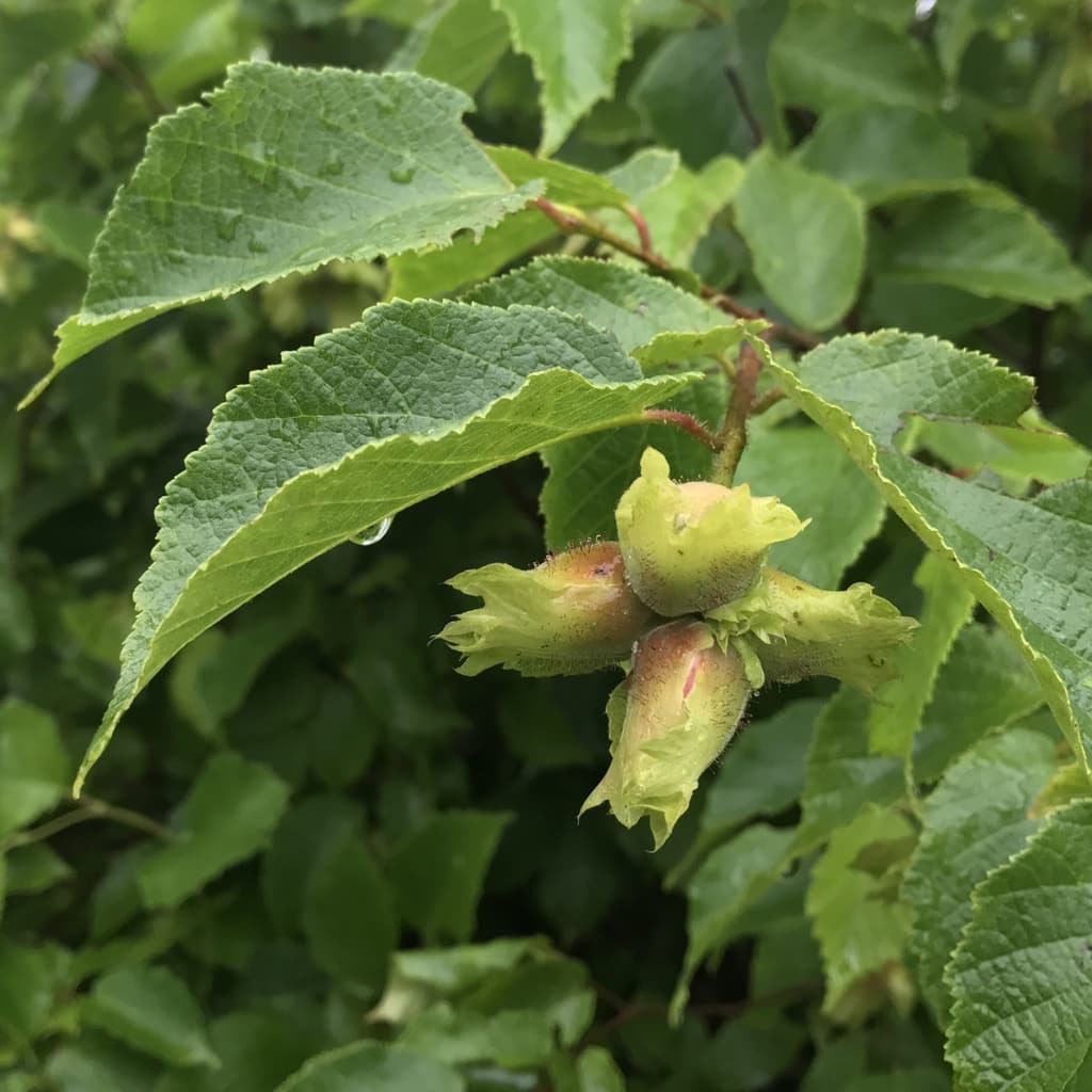 American Hazelnut Tree For Sale - 12"-18" Bare Root Seedling Tree