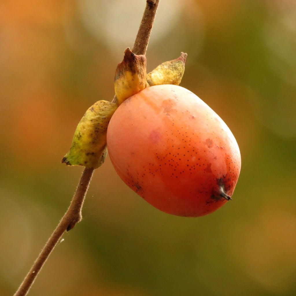 American Persimmon Trees For Sale - Bare Root Persimmons
