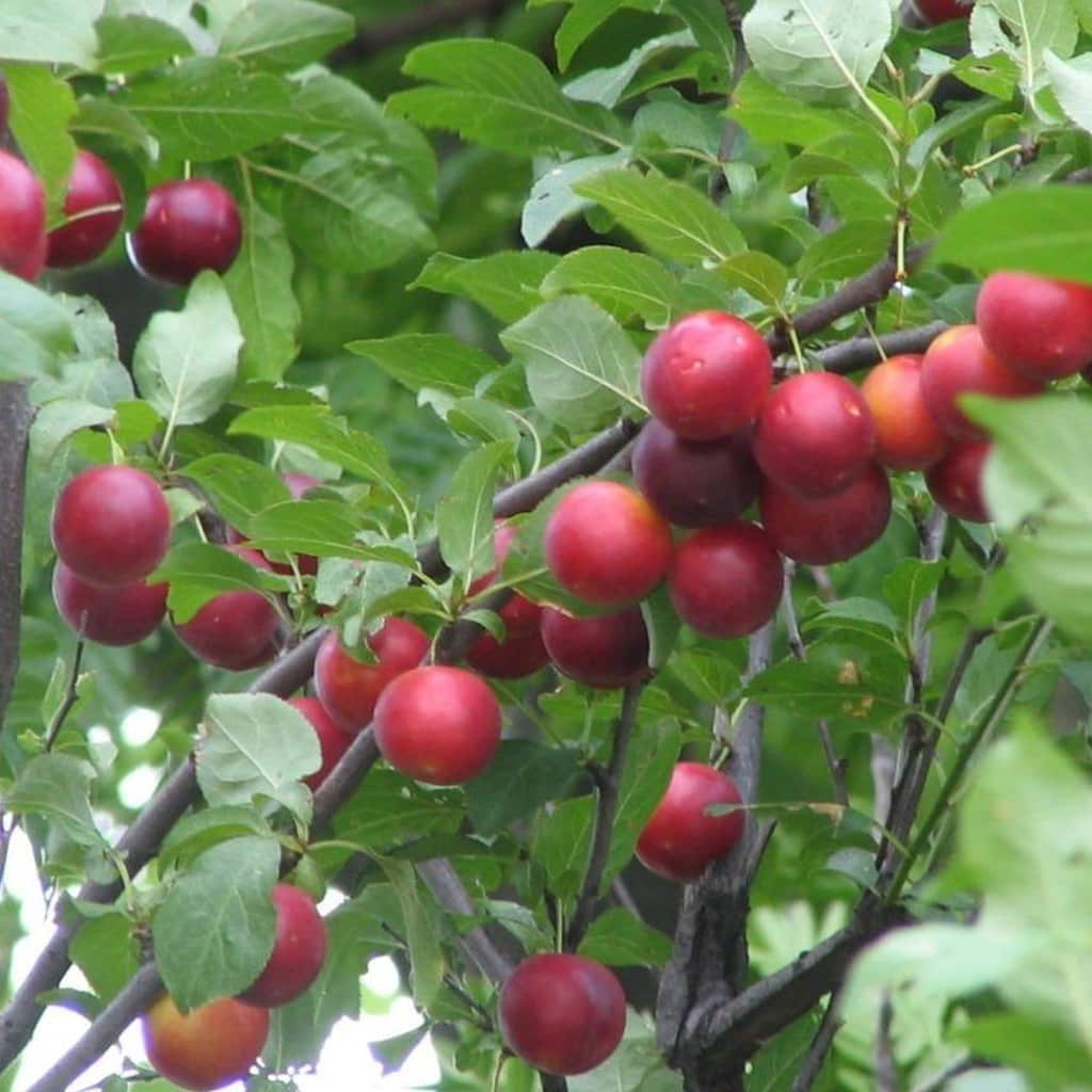Shop - Food Forest Nursery