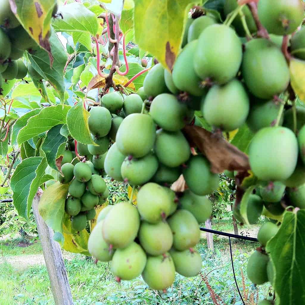 Anna Hardy Kiwi (Female) Vine For Sale - 10"-14" Tall, 1 Liter Pot Vine