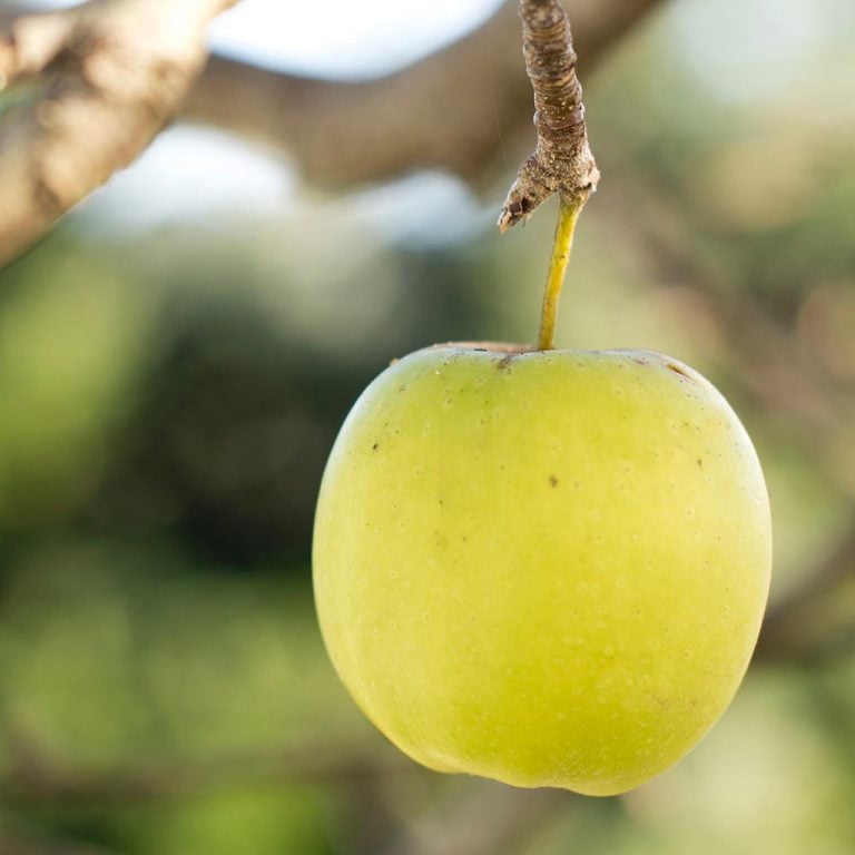 Cortland Apple Tree For Sale - 4-5ft Bareroot Organic