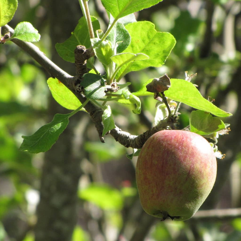 Common Apple Tree For Sale - 1'-2' Bare Root Seedling Tree