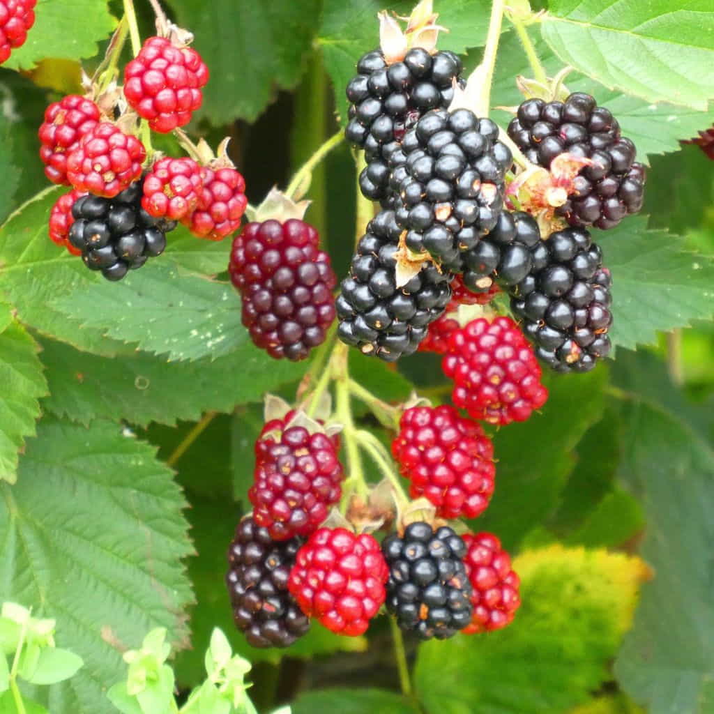 Arapaho Blackberry Plant For Sale - 12"-18" Bare Root Plant
