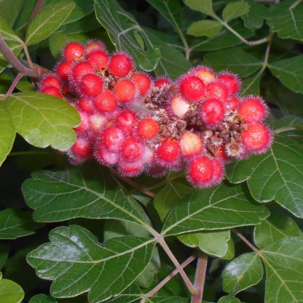 Aromatic Sumac Plant For Sale - 1'-2' Bare Root Seedling Plant