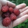 Raspberries For Sale - Bare Root Raspberry Plants