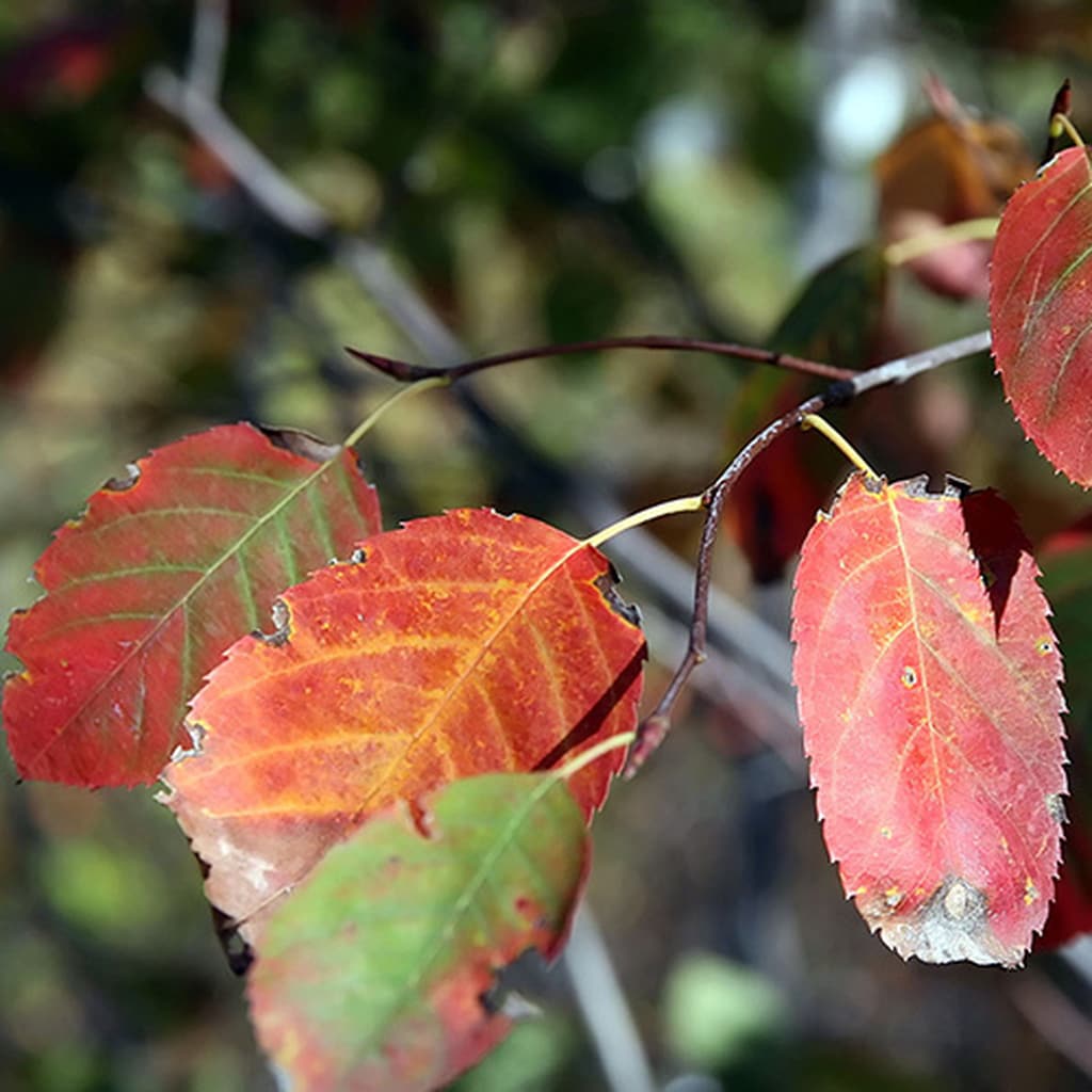 Autumn Brilliance Serviceberry Plant For Sale - 4'-5' Bare Root Grafted ...