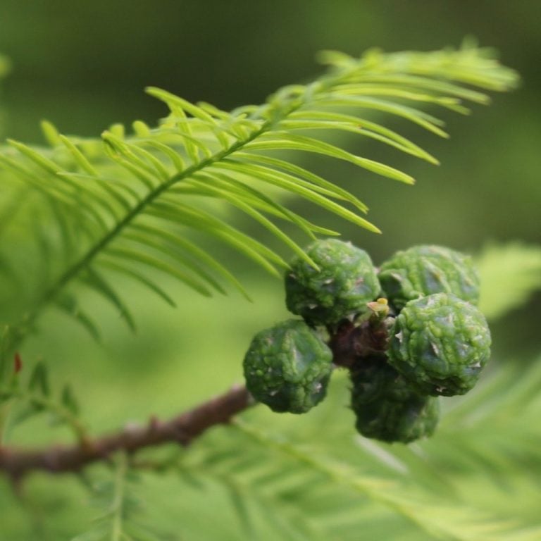 Bald Cypress Tree For Sale - 1'-2' Bare Root Seedling Tree