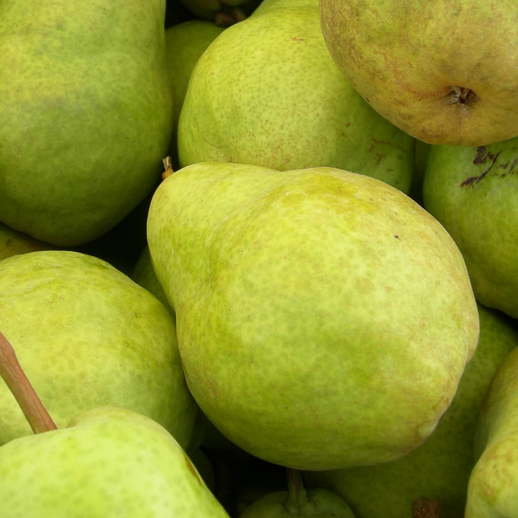 Bartlett Pear Tree For Sale - 4'-5' Bare Root Grafted Tree