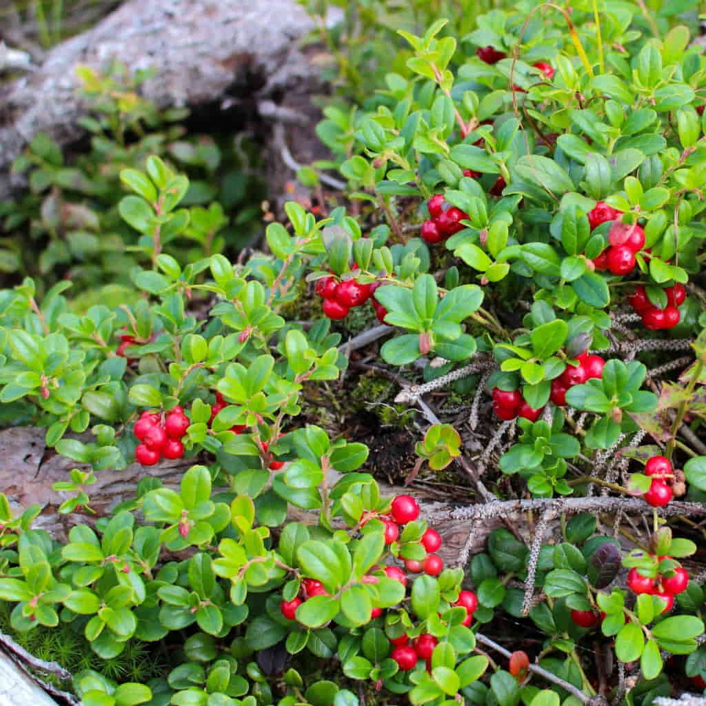 Ben Lear Cranberry Plant For Sale - 10"-14" Tall, 1 Liter Pot Plant