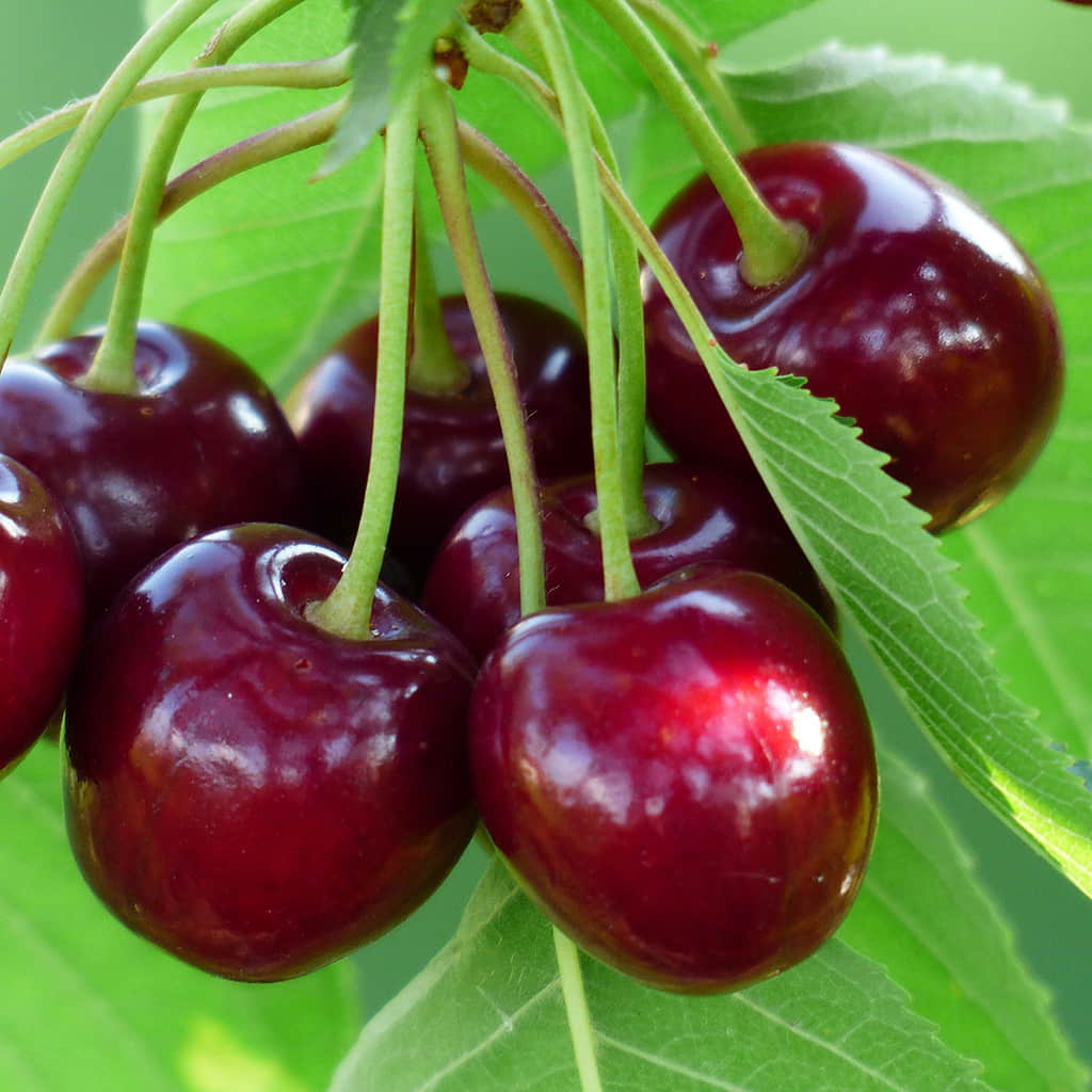 Bing Cherry Tree For Sale - 4'-5' Bare Root Grafted Tree