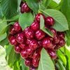 Black Tartarian Cherry Tree For Sale - 4'-5' Bare Root Grafted Tree