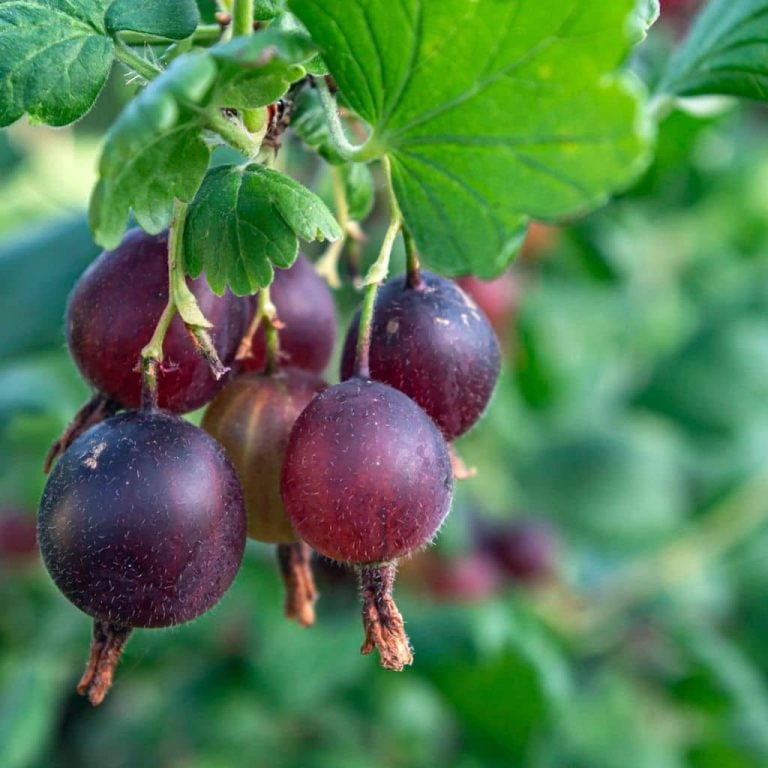 Black Velvet Gooseberry Plant For Sale - 12"-18" Bare Root Plant