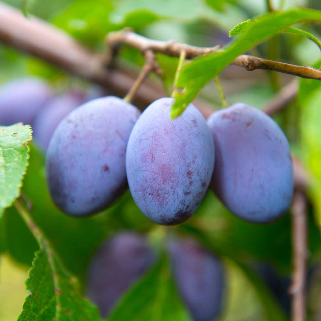 Blue Damson Plum Tree For Sale - 4'-5' Bare Root Grafted Tree