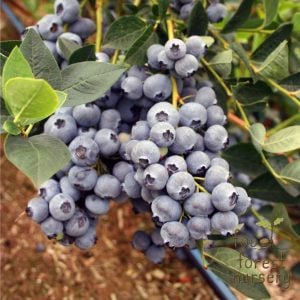 Elliott Blueberry Plant For Sale - 10"-14" Tall, 1 Liter Pot Plant