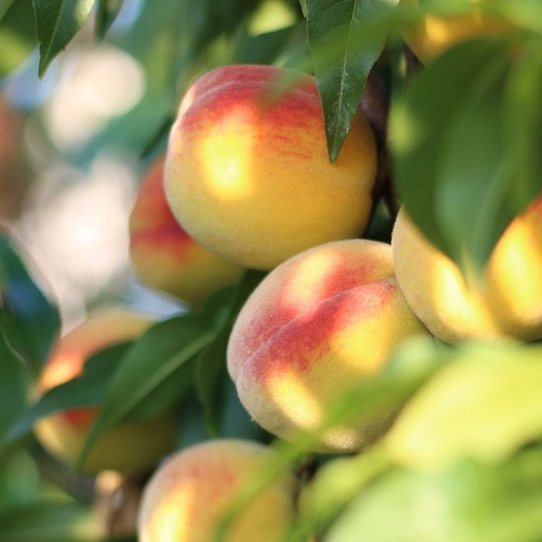 Loring Peach Tree For Sale - 4'-5' Bare Root Grafted Tree