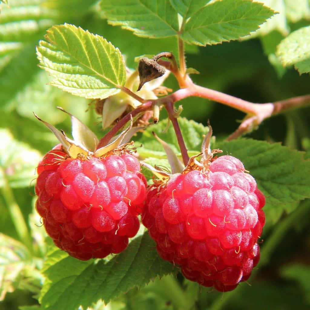Boyne Raspberry Plant For Sale - 12"-18" Bare Root Plant