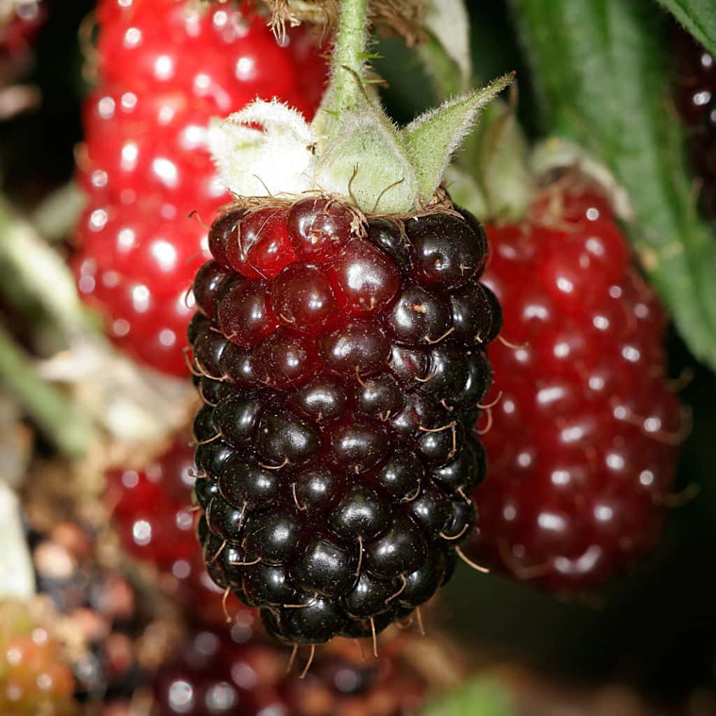 Boysenberry Plant For Sale - 12"-18" Bare Root Plant