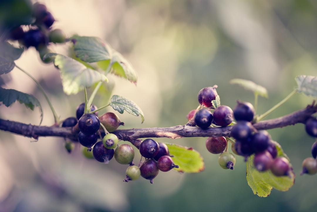 Where To Plant Gooseberries And Currants
