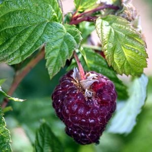 Royalty Purple Raspberry Plant For Sale - 12"-18" Bare Root Plant