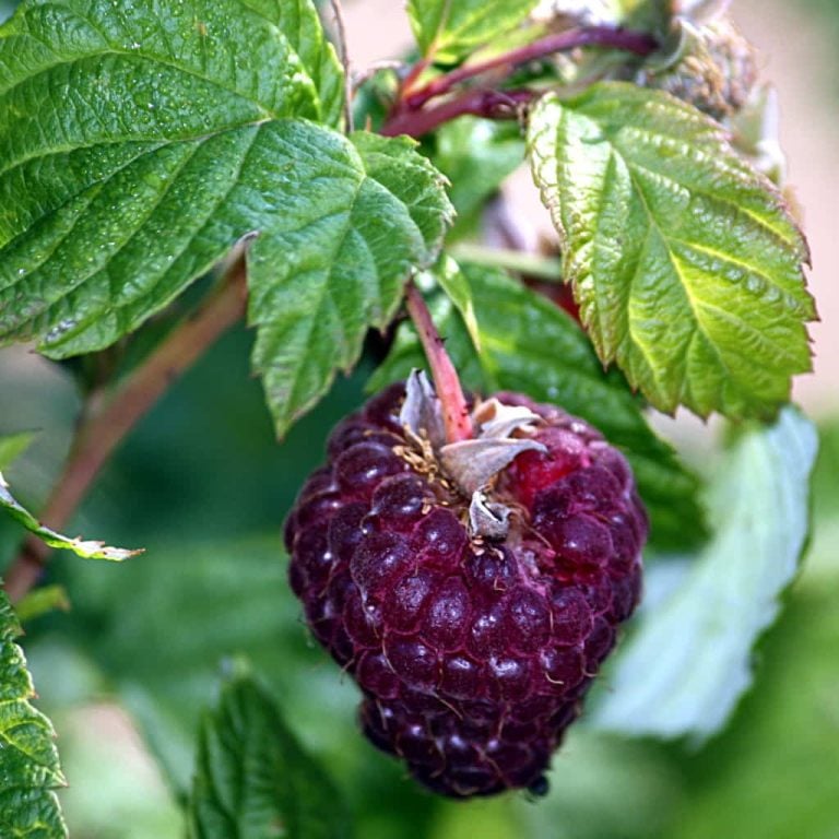 Royalty Purple Raspberry Plant For Sale - 12"-18" Bare Root Plant