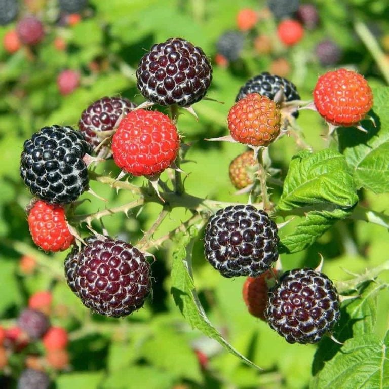 Royalty Purple Raspberry Plant For Sale - 12"-18" Bare Root Plant
