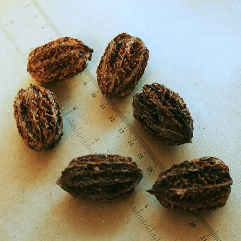 Butternut Tree For Sale - 1'-2' Bare Root Seedling Tree