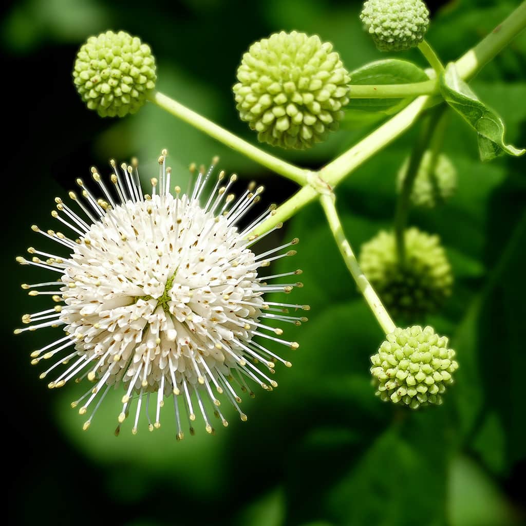 Buttonbush Plant For Sale - 1'-2' Bare Root Seedling Plant