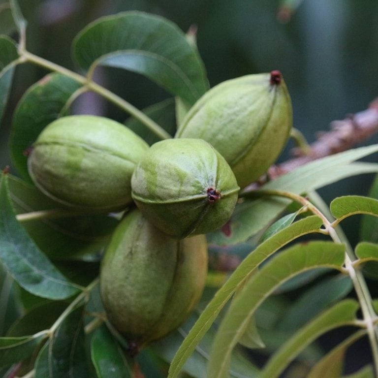 Caddo Pecan Tree For Sale - 2'-3' Bare Root Grafted Tree