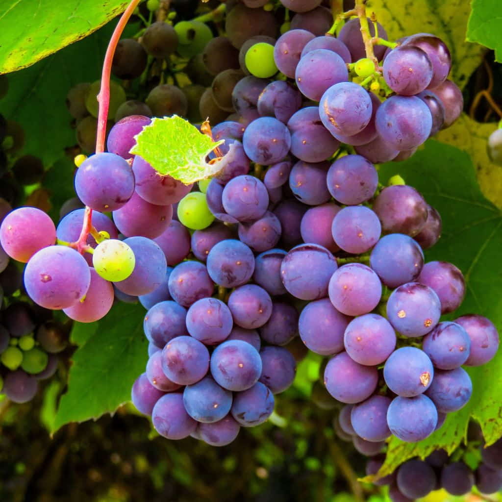 Canadice Grape Vine For Sale - 1'-2' Bare Root Vine