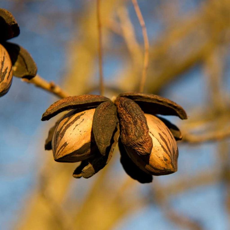 Sumner Pecan Tree For Sale - 2-3ft Bareroot Organic Grafted