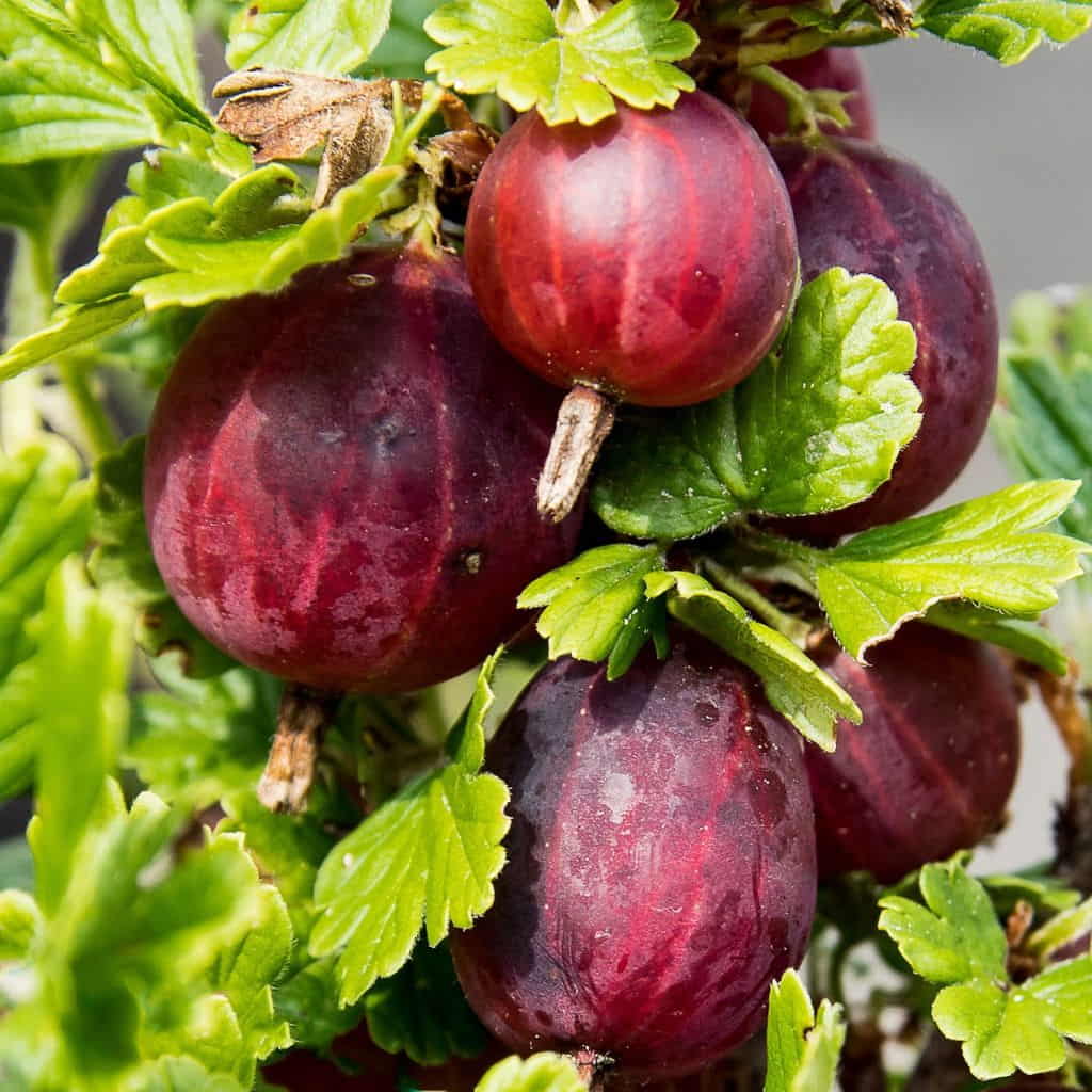 Chill Hours Map - Food Forest Nursery