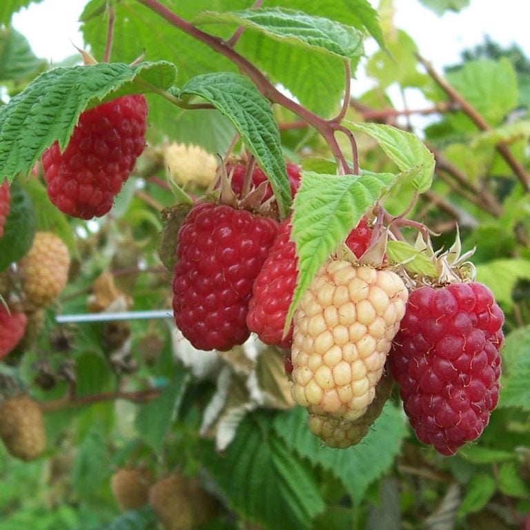 Cascade Delight Raspberry Plant For Sale - 12"-18" Bare Root Plant