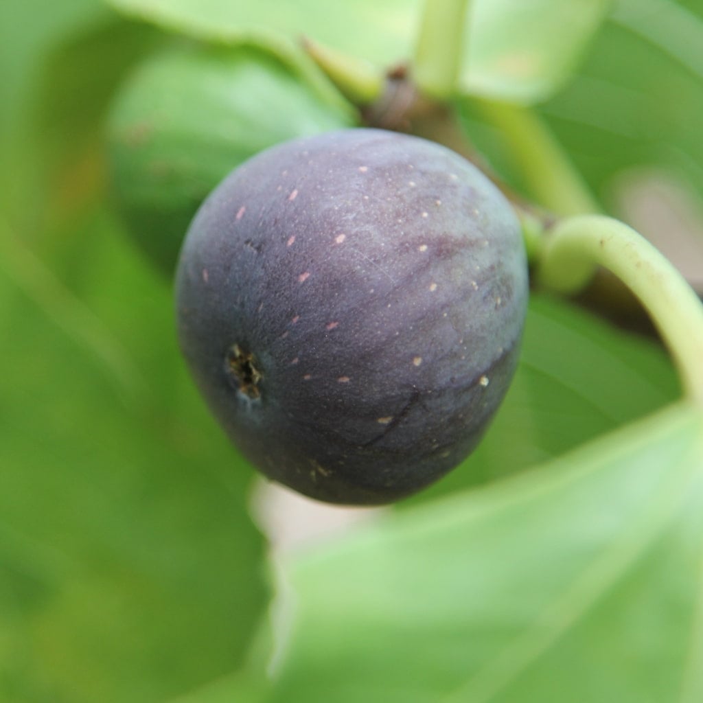 Celeste Fig Tree Size