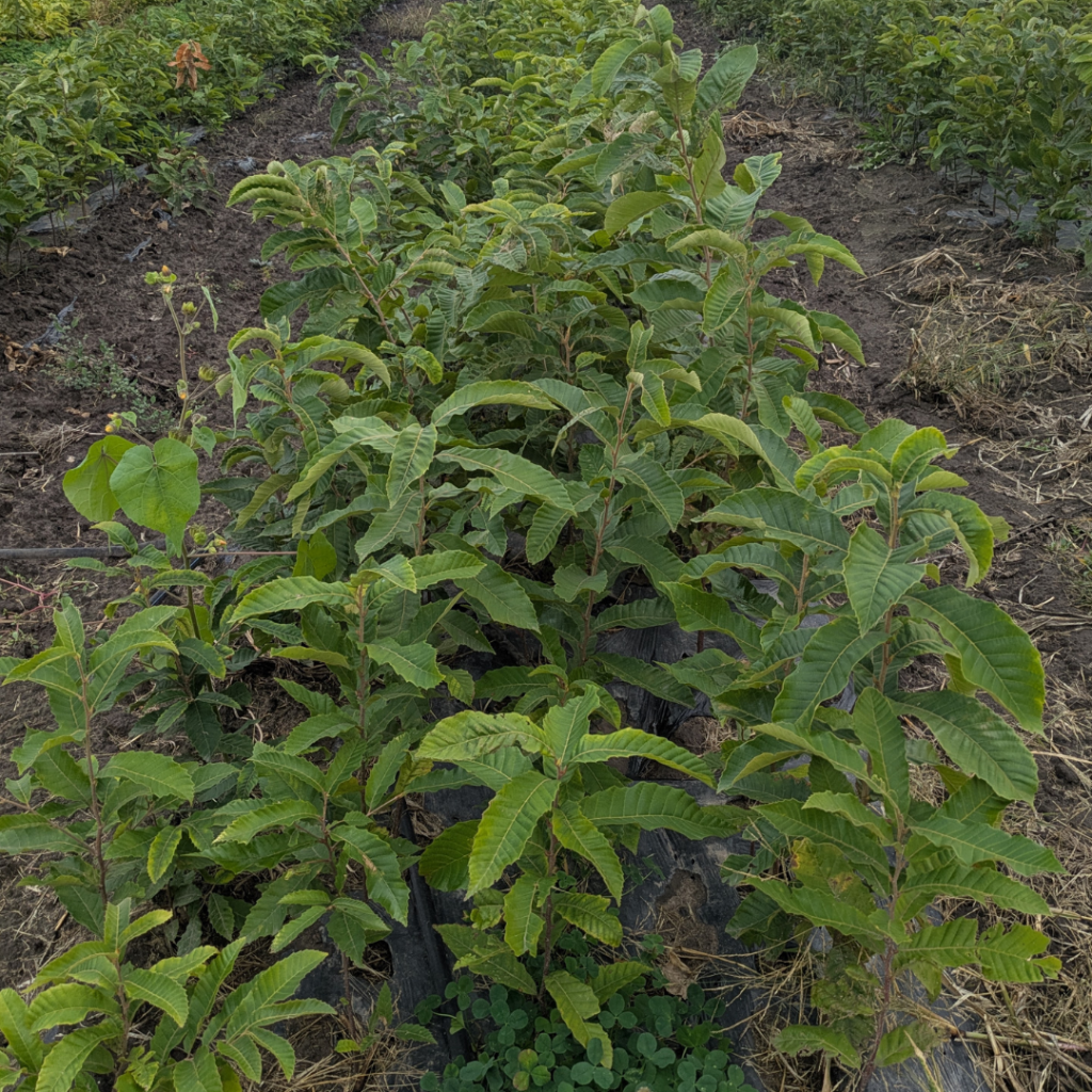 Food Forest Nursery - Fruit & Nut Trees, Berries, Grapes