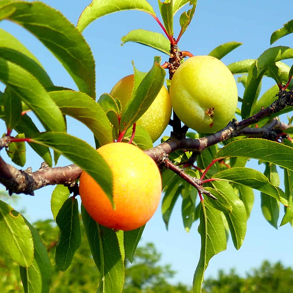 Native Fruit Trees For Sale - Bare Root Grafted Fruit Trees