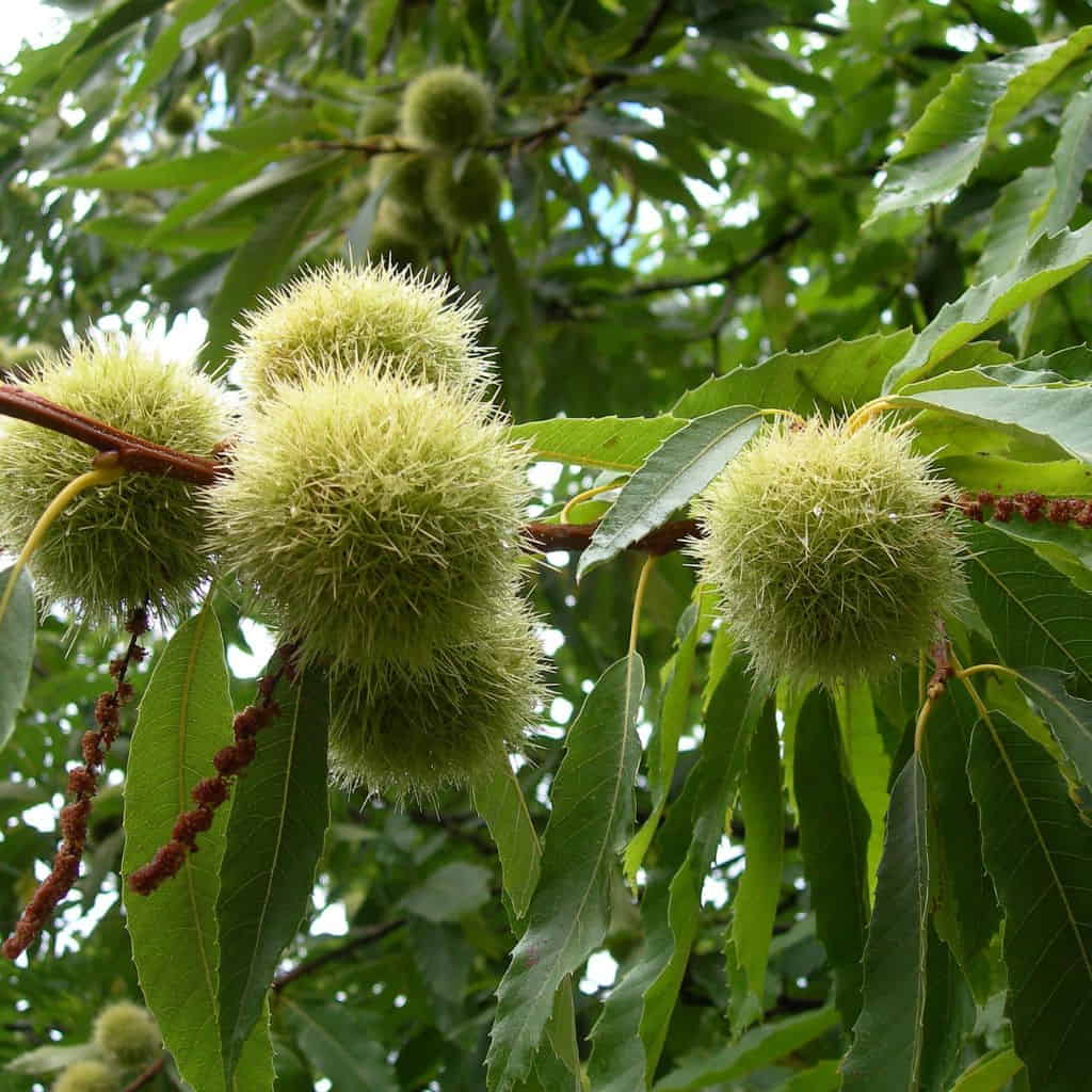 Chestnut Tree Logo Dunstan Chestnut