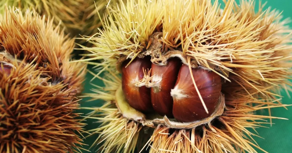 Chestnut Growing Guide - Food Forest Nursery