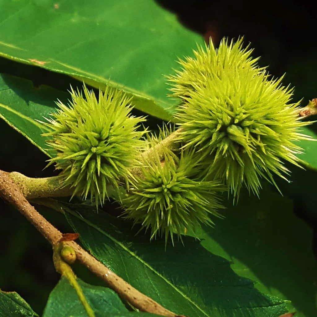 Chestnut Trees For Sale - Bare Root Chest Nut Trees