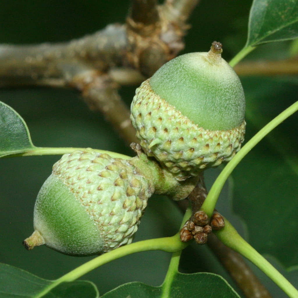 Chinkapin Oak Tree For Sale - 1'-2' Bare Root Seedling Tree