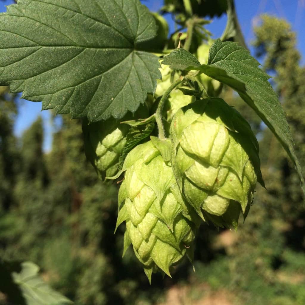 Crystal Hops Vine For Sale - 10"-14" Tall, 1 Liter Pot Vine