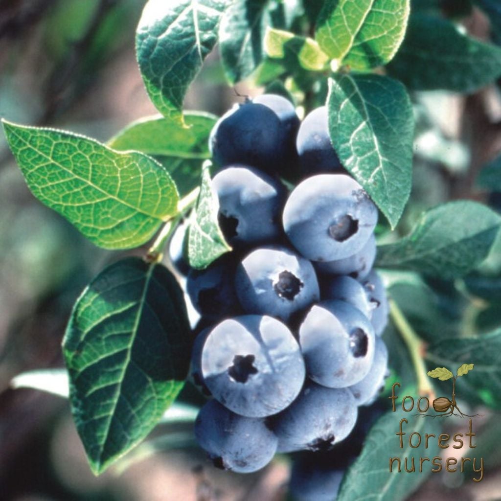 Chippewa Blueberry Plant For Sale - 10"-14" Tall, 1 Liter Pot Plant