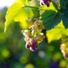 Consort Black Currant Plant For Sale - 12"-18" Bare Root Plant