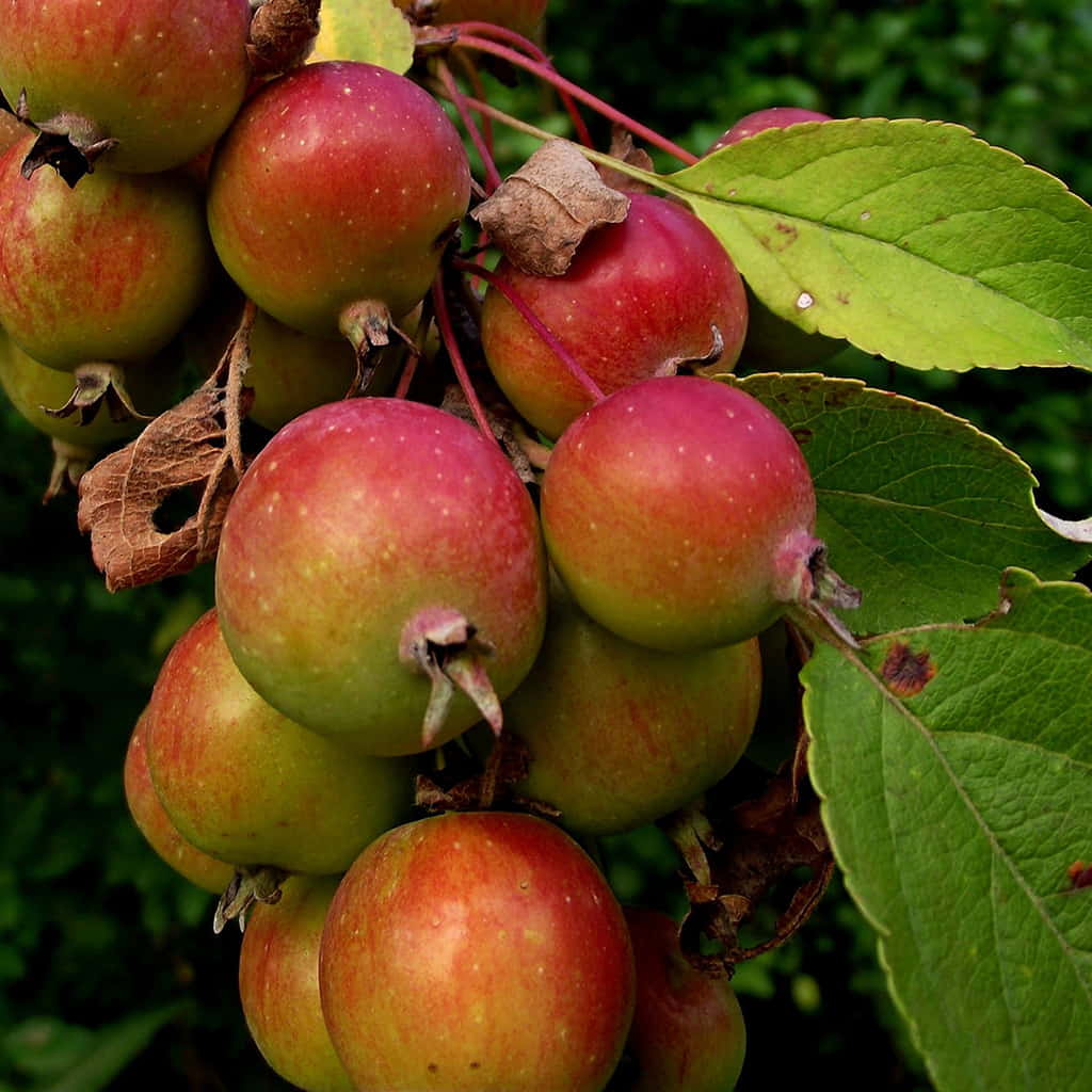 Freedom Apple Tree For Sale - 4-5ft Bareroot Organic Grafted