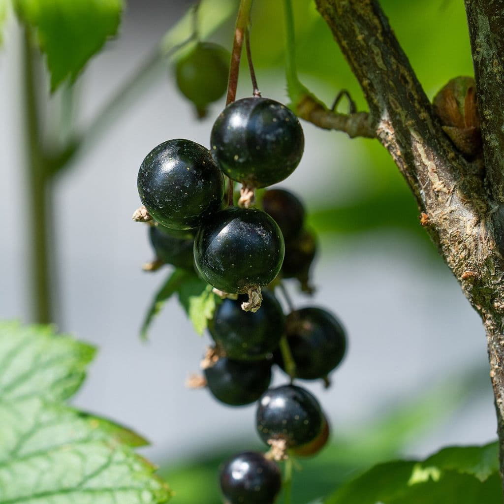 Where To Plant Gooseberries And Currants