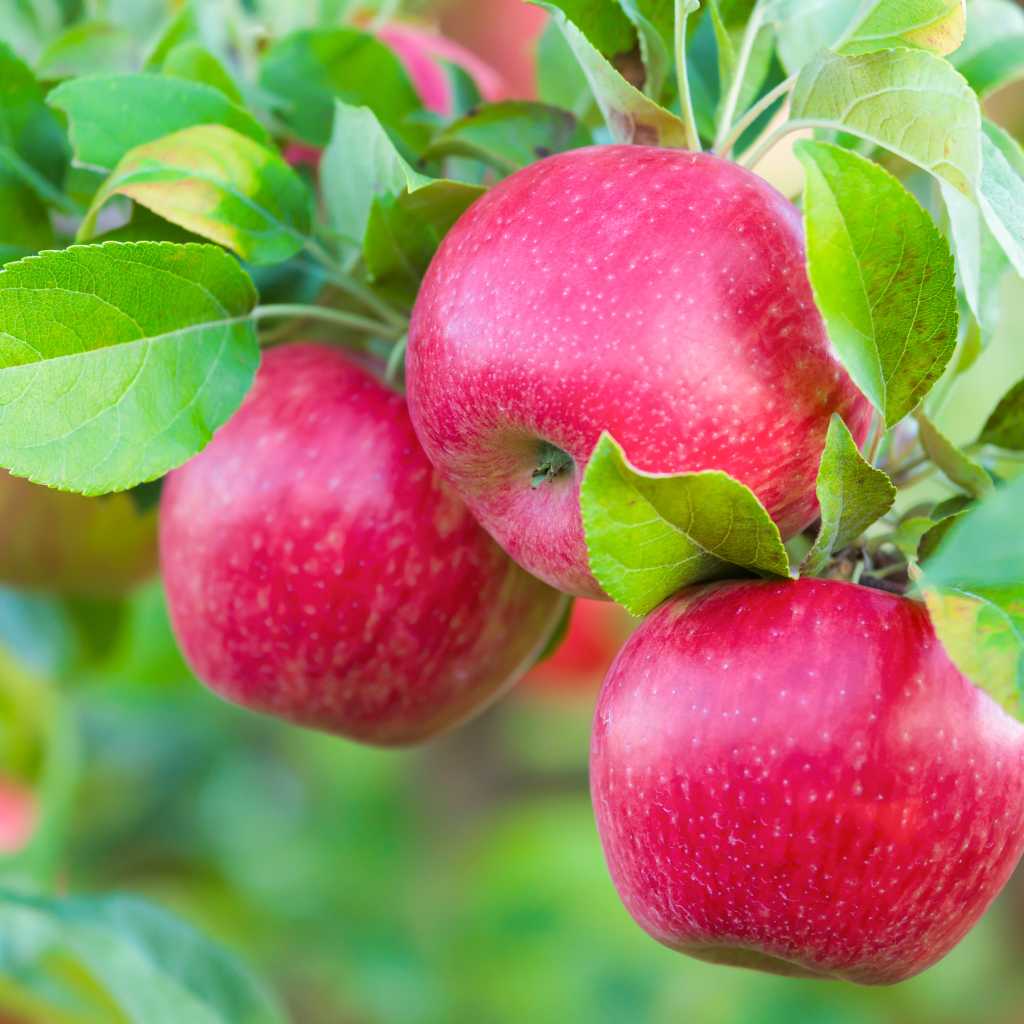 Crimson Crisp Apple Tree For Sale - 4'-5' Bare Root Grafted Tree