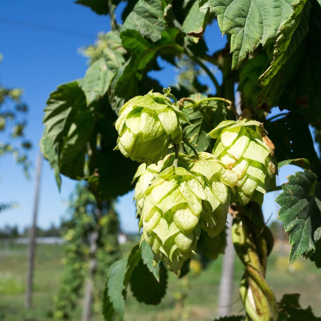Crystal Hops Vine For Sale - 10"-14" Tall, 1 Liter Pot Vine